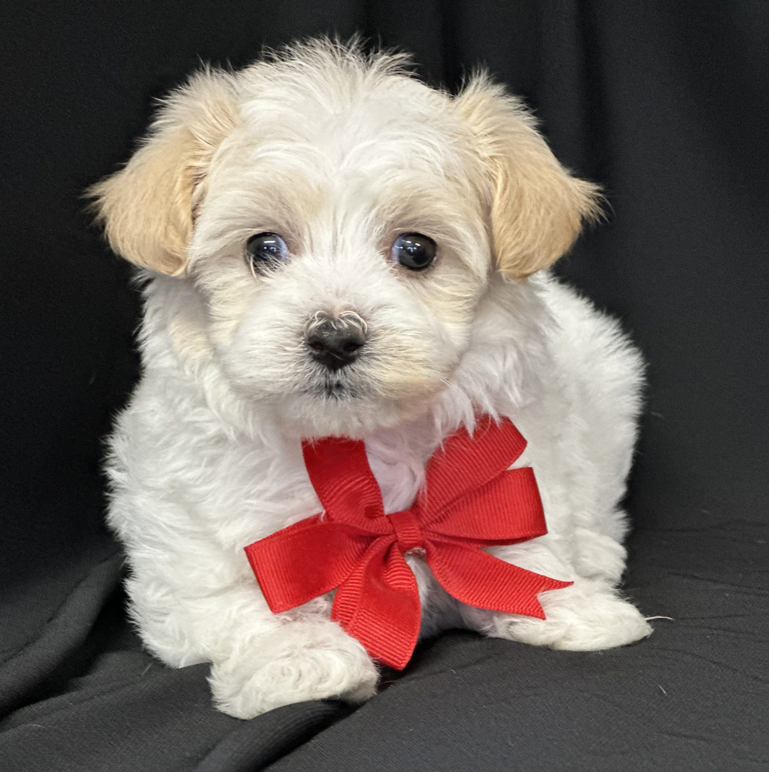 Puppies for sale - Maltipoo Puppies n More