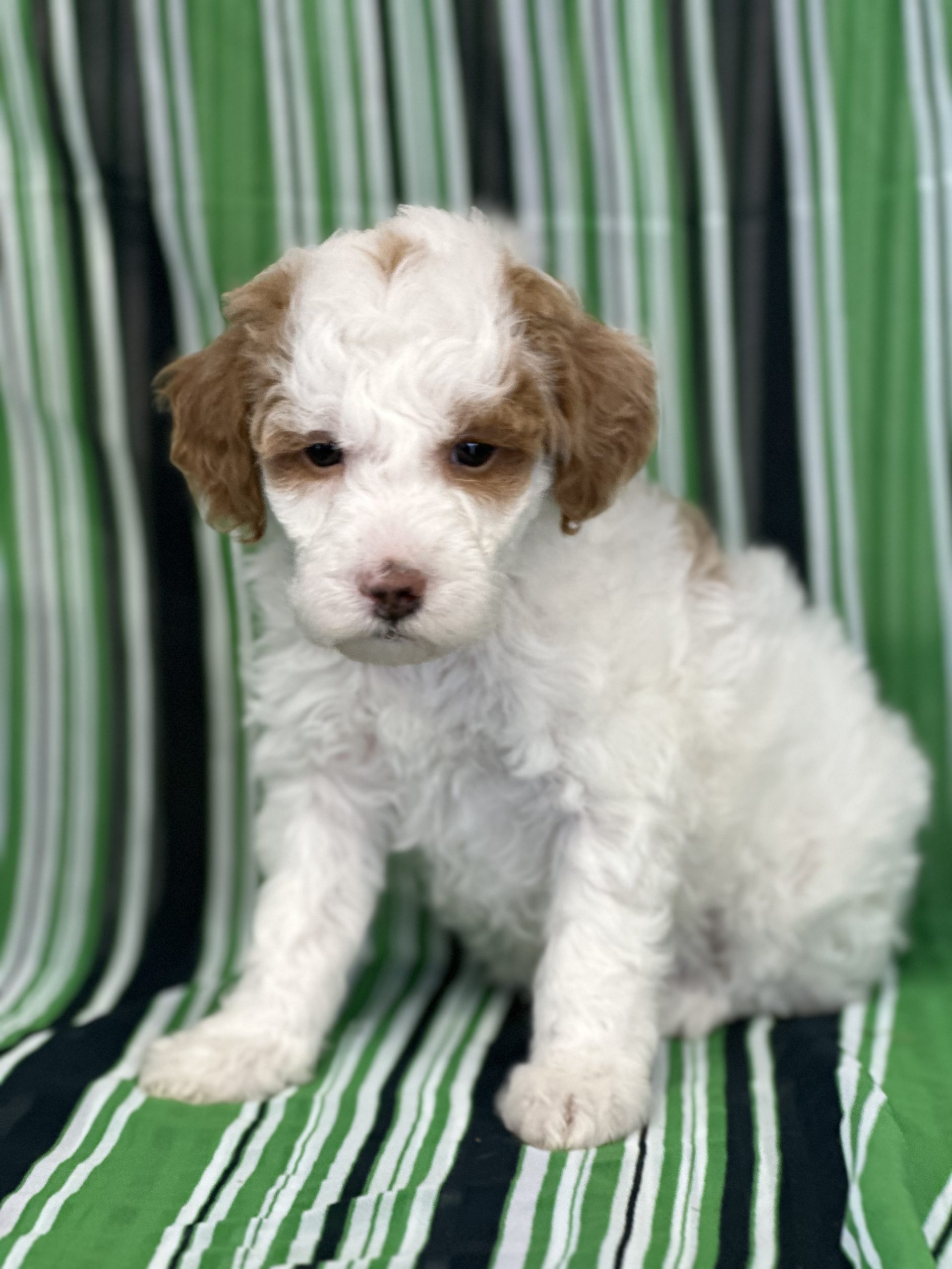 Puppies for sale - Maltipoo Puppies n More