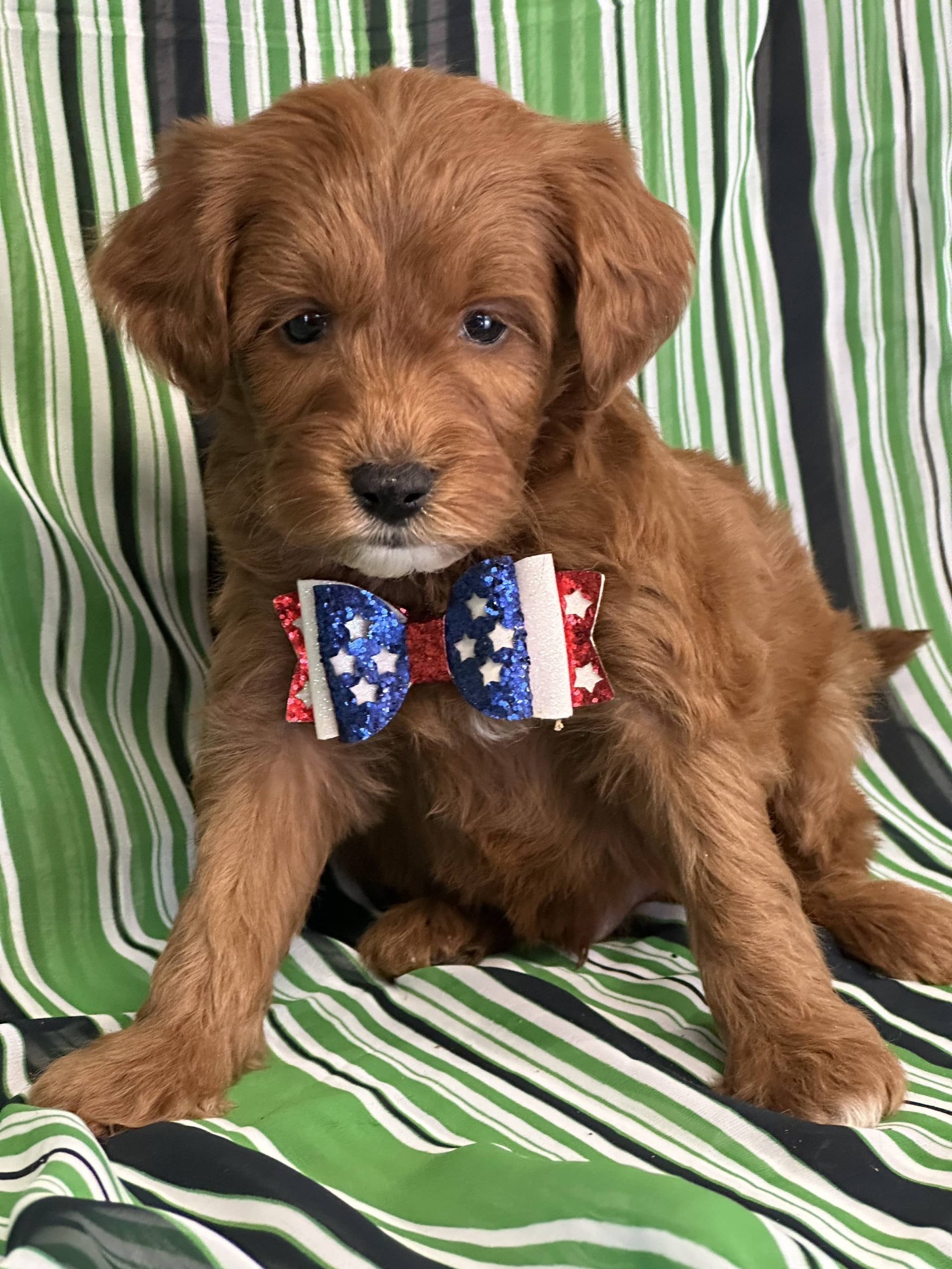 Puppies for sale - Maltipoo Puppies n More