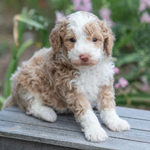 BISCUIT - Maltipoo Puppies n More
