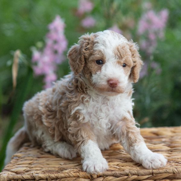 BISCUIT - Maltipoo Puppies n More