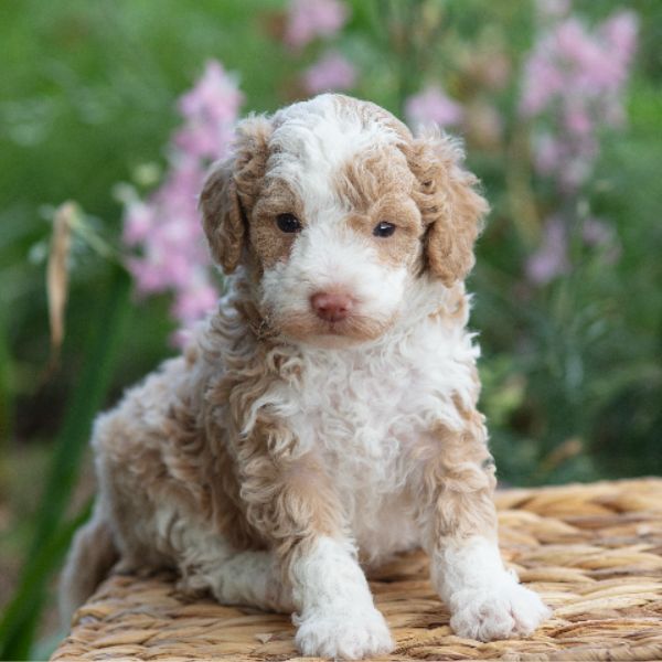 BISCUIT - Maltipoo Puppies n More