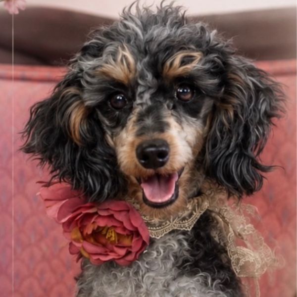 BISCUIT - Maltipoo Puppies n More