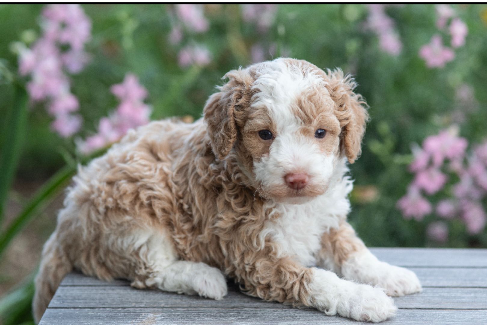 BISCUIT - Maltipoo Puppies n More