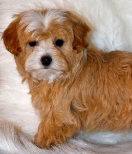 Gallery – Maltipoo Puppies n More